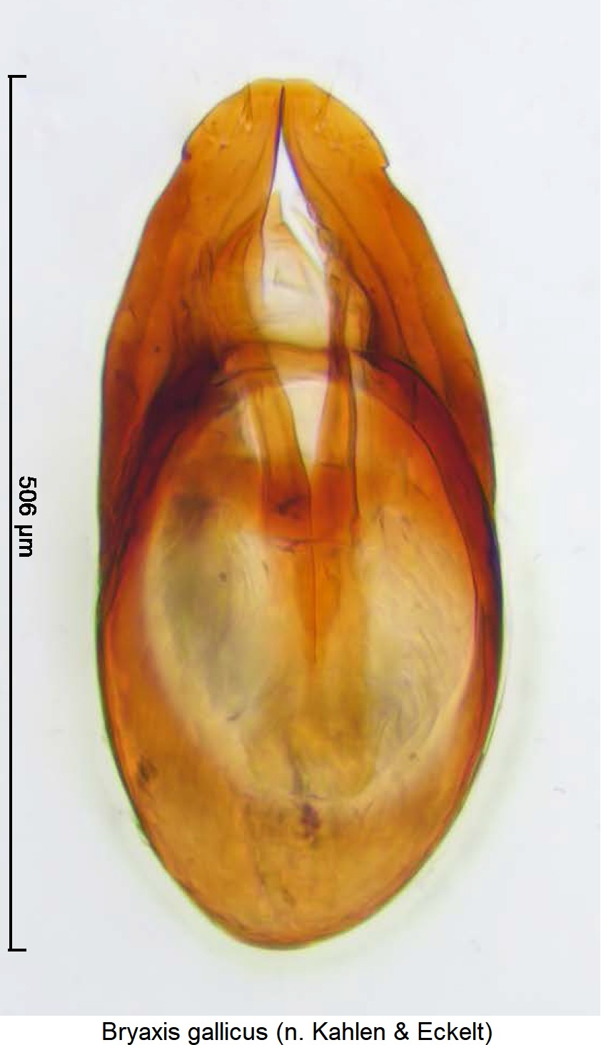 Bryaxis Bestimmungstabelle