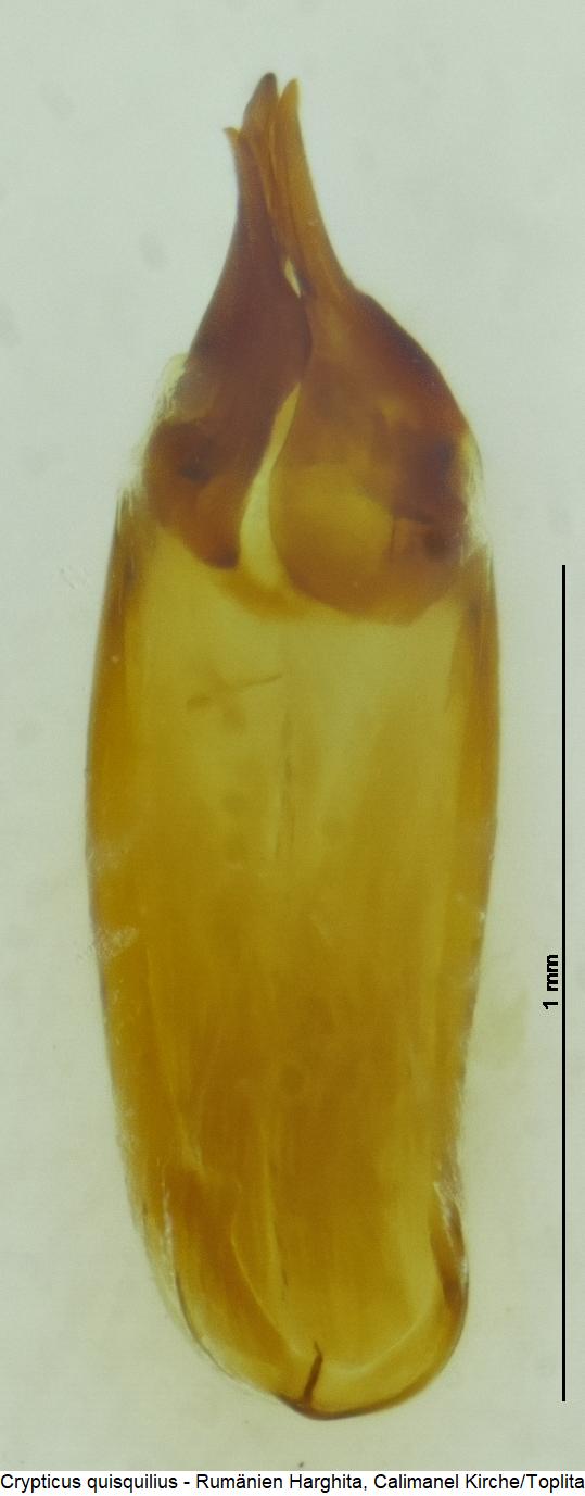 Crypticus_sstr Bestimmungstabelle