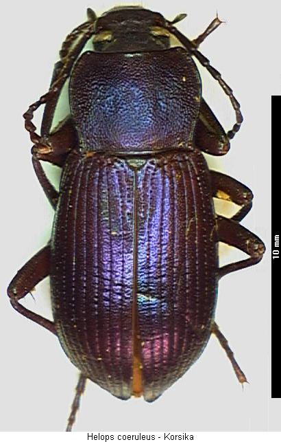 Helops Bestimmungstabelle