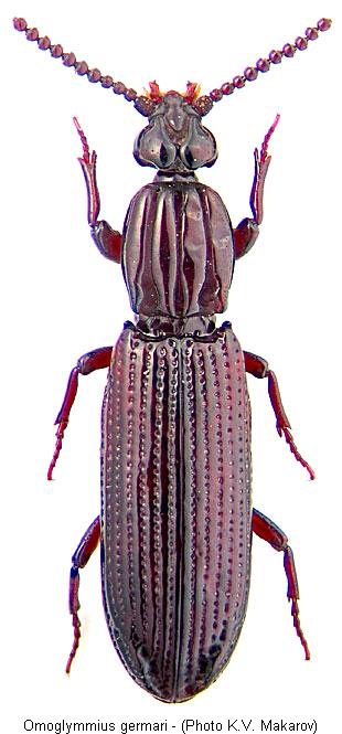 Omoglymmius Bestimmungstabelle