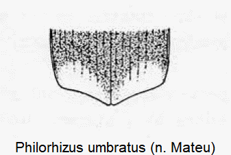 Philorhizus Bestimmungstabelle